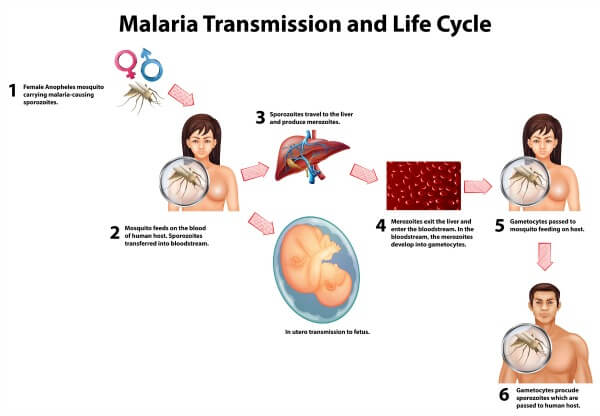 Malaria: Causes, Prevention and Treatment - ShishuWorld