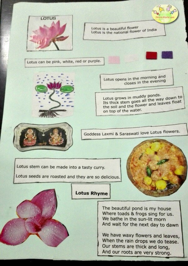 Show n Tell activity for Kids- Lotus - ShishuWorld